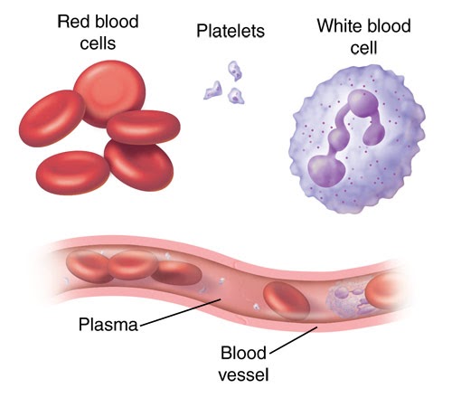 Plasma Proteins Types And Functions plasma-proteins-types-and-functions