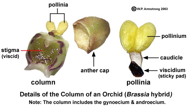 PLANT FAMILIES OF PUERTO RICO AND FLORIDA PAPO VIVES: ORCHIDACEAE ...