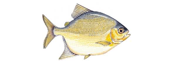 Pacu, Pacu-caranha - Pesca Alternativa - Cruzando Gerações