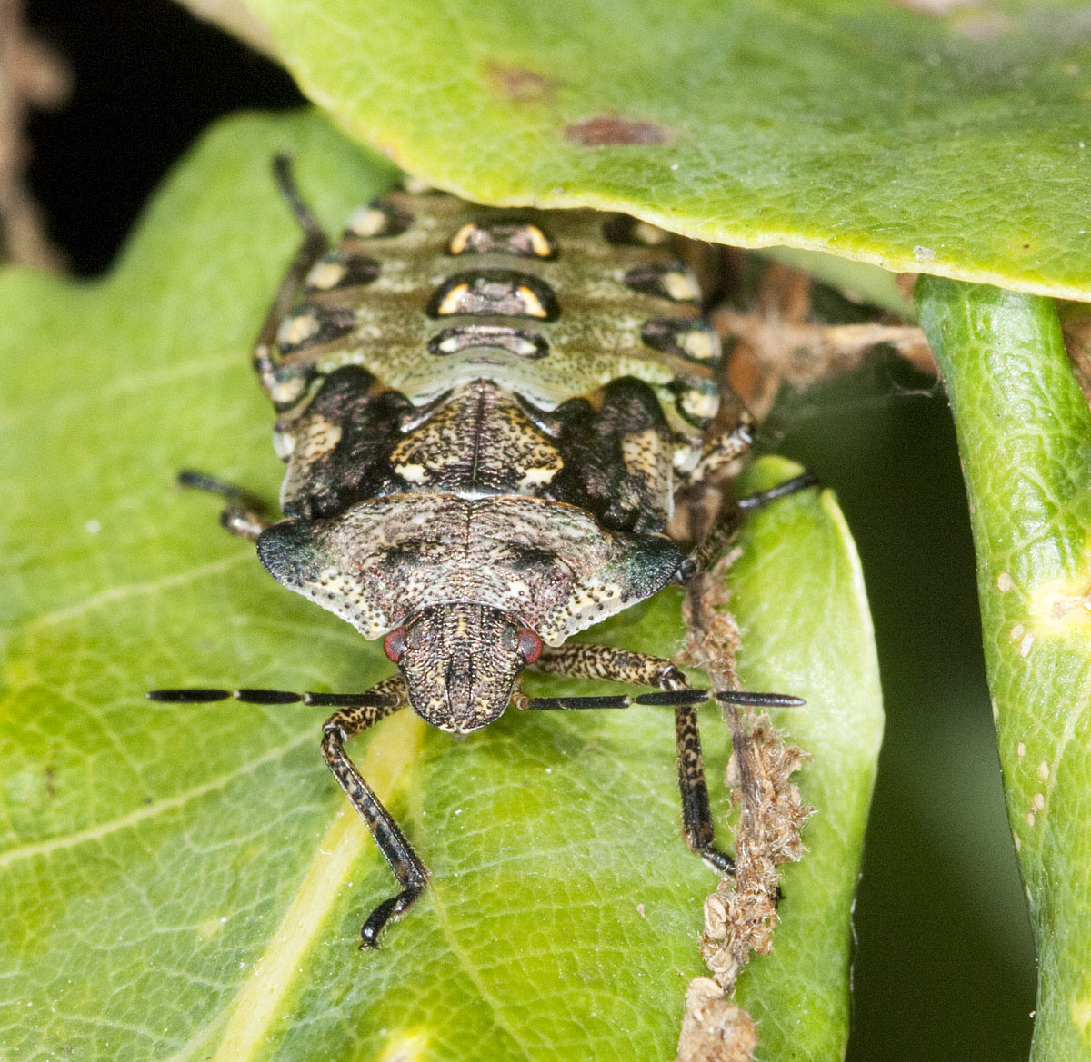 Forest Bug | Naturally