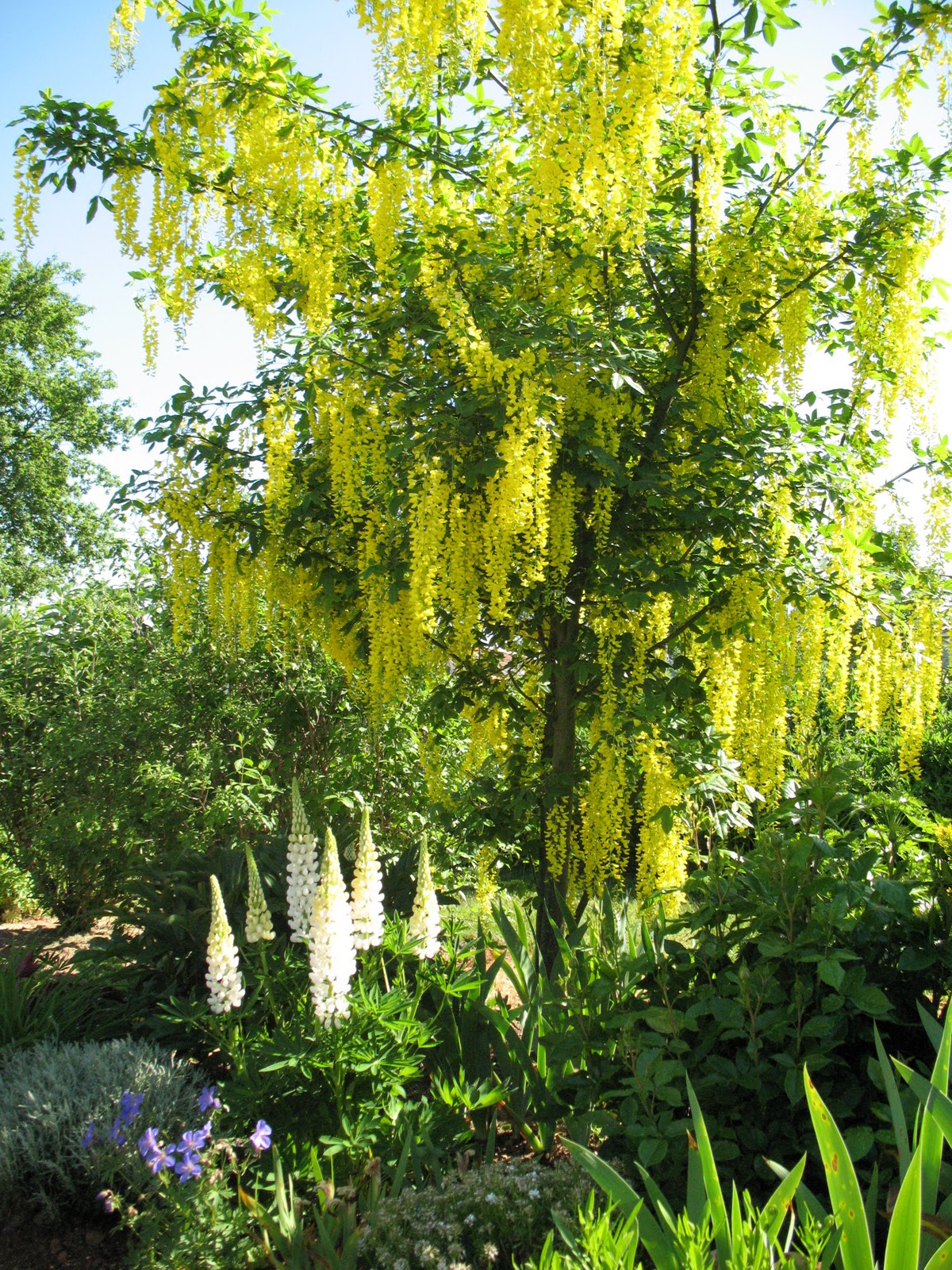 Roses du jardin Chêneland: Cytise laburnum X watereri "Vossii"