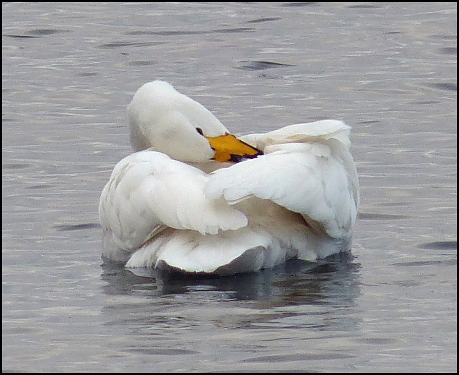 Wild and Wonderful: Seasonal Splash ~ Swans at WWT Welney