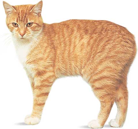 Animal World: What Kind Of Cat Is A Manx?