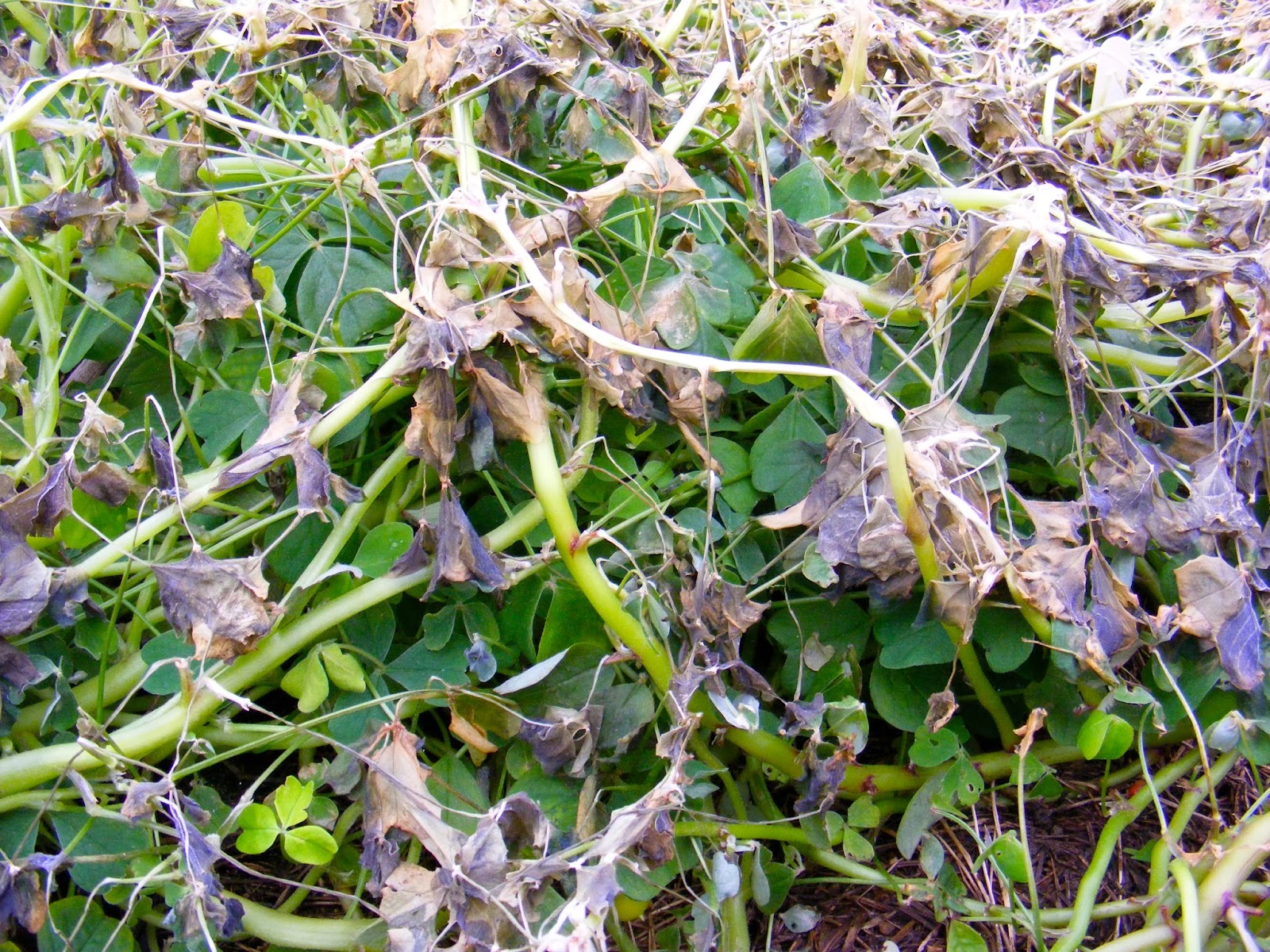 Growing Oca: Extending the Oca Growing Season through Frost Protection