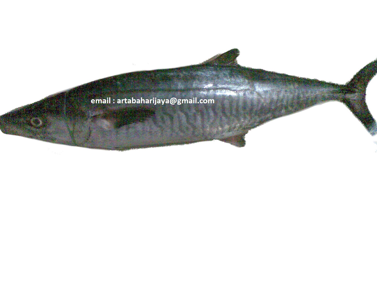 IKAN EKSPOR: IKAN TENGGIRI