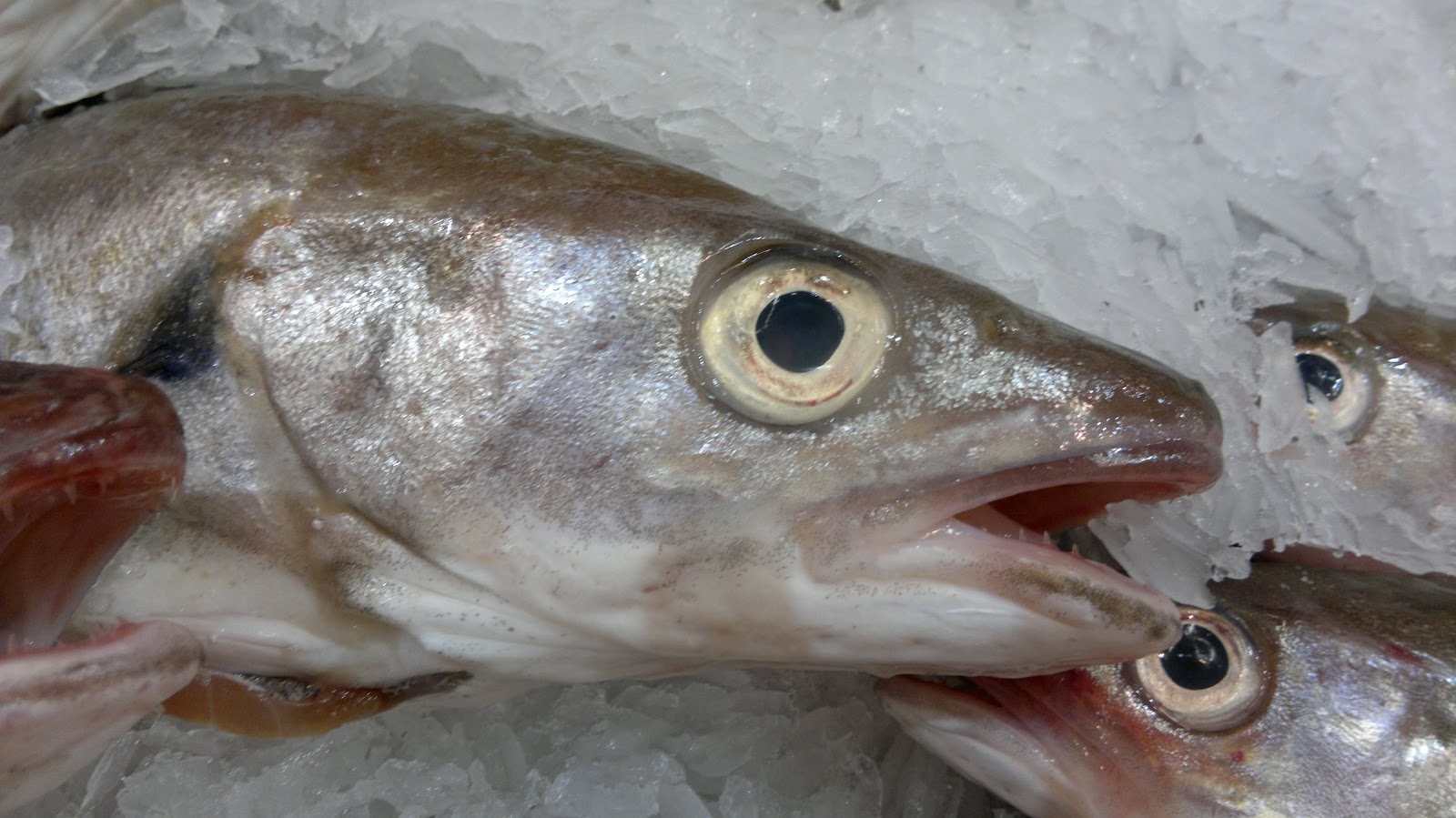 Les poissons par Dominique