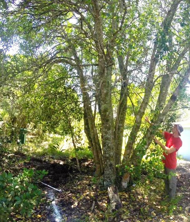 Trees, bees and urban insights: Candlewood trees, conservation and the law