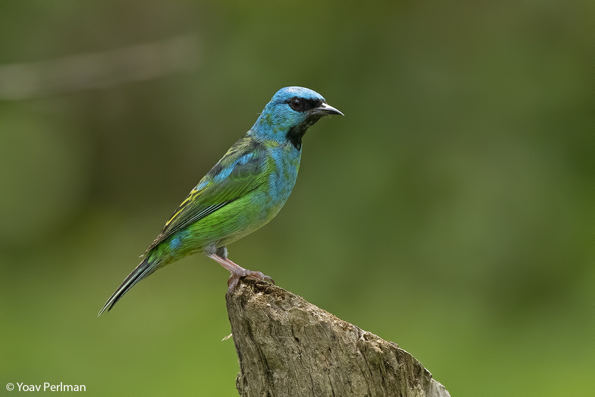 Brazil Ubatuba Day #7 - Tanagers Galore | Focusing on Wildlife