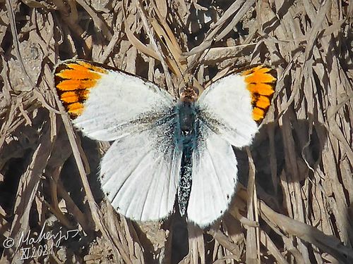 Biodiversidad Costa Granadina y ... (Fauna): Colotis del desierto ...