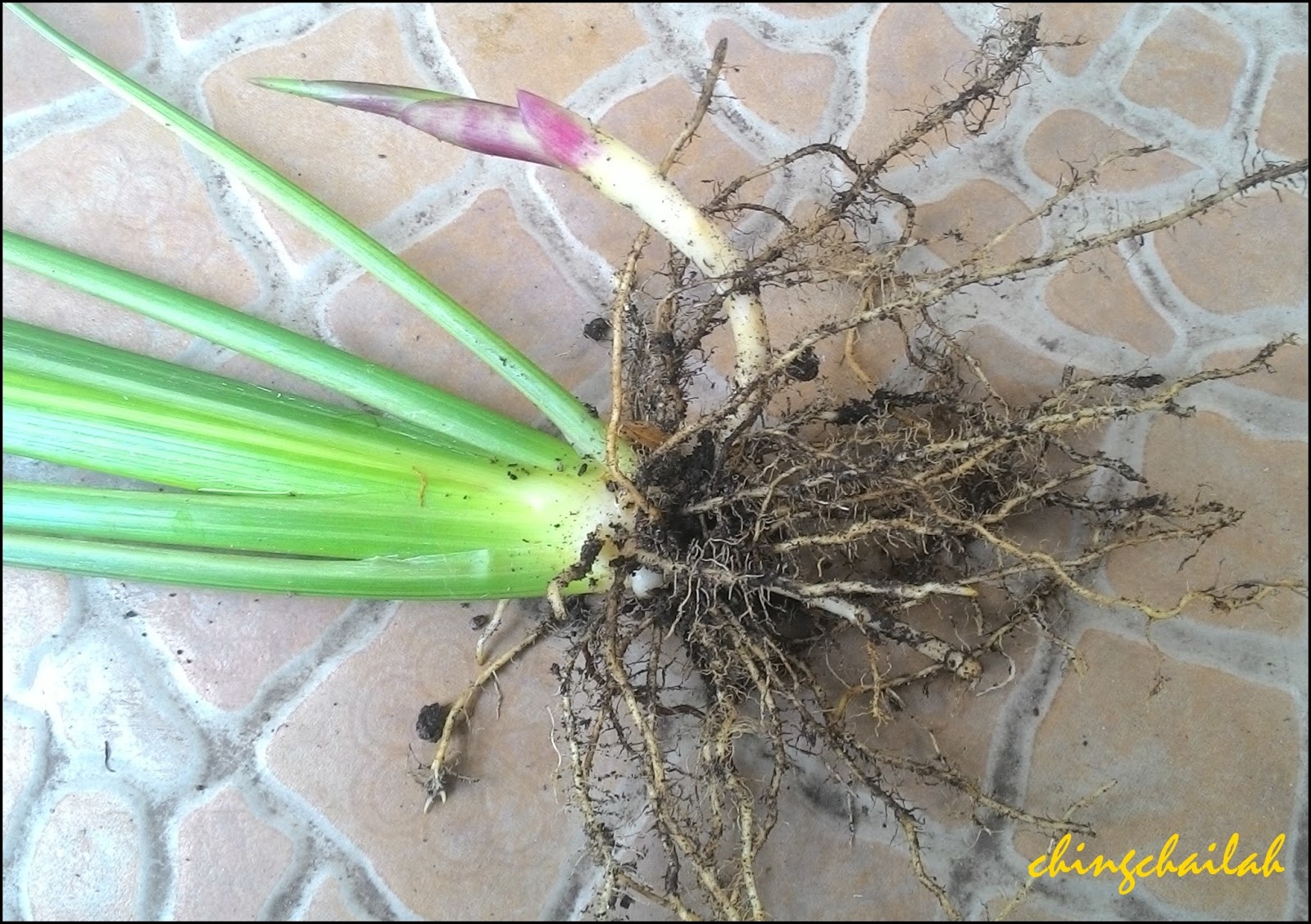 Simple Living In Nancy: Growing Variegated Araru Plants In My Garden