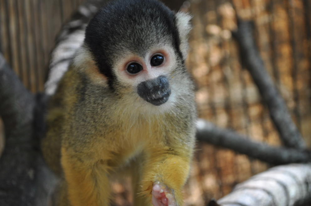Let's Talk Primates: Male squirrel monkeys made to see in living color