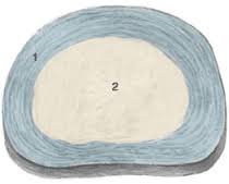 Anatomía: Sistema Musculo-Esquelético: Discos intervertebrales