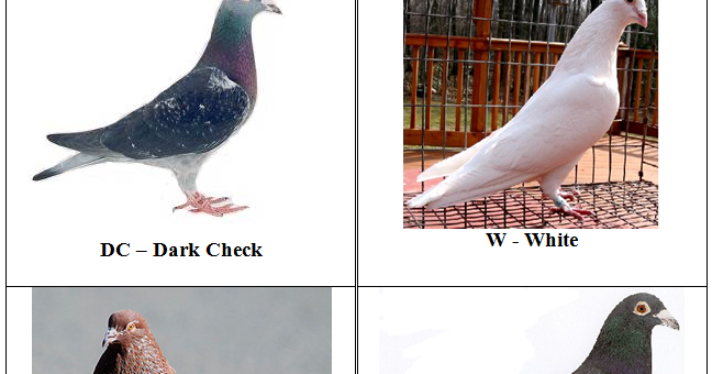 19+ Jenis Warna Merpati Pos Motif Minimalis