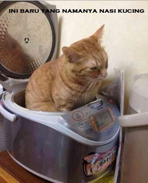 25 Meme kucing yang imut, ngegemesin dan bikin ketawa - Just For Share