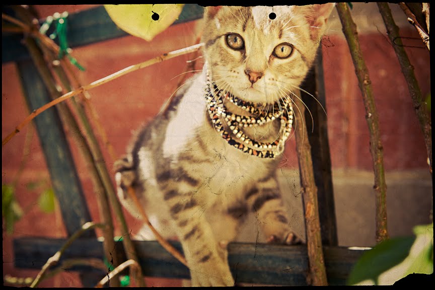 Catsparella: One Cool Cat Lady: Kristiina Wilson, Fashion Photographer