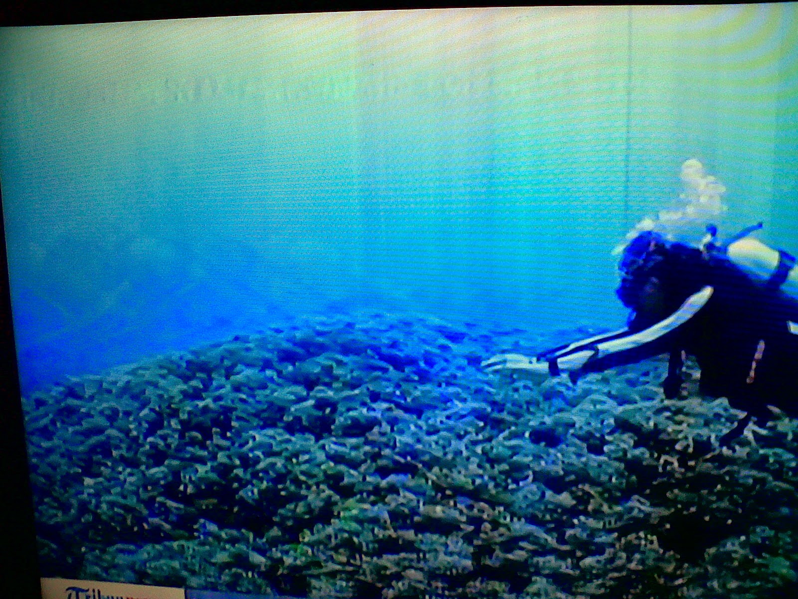 Menyelam di Laut Banda Neira , Membidik Keanekaragaman Alam Bawah Laut