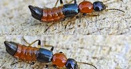 Tomcat, Bahaya Racun, Pencegahan dan Pengobatannya