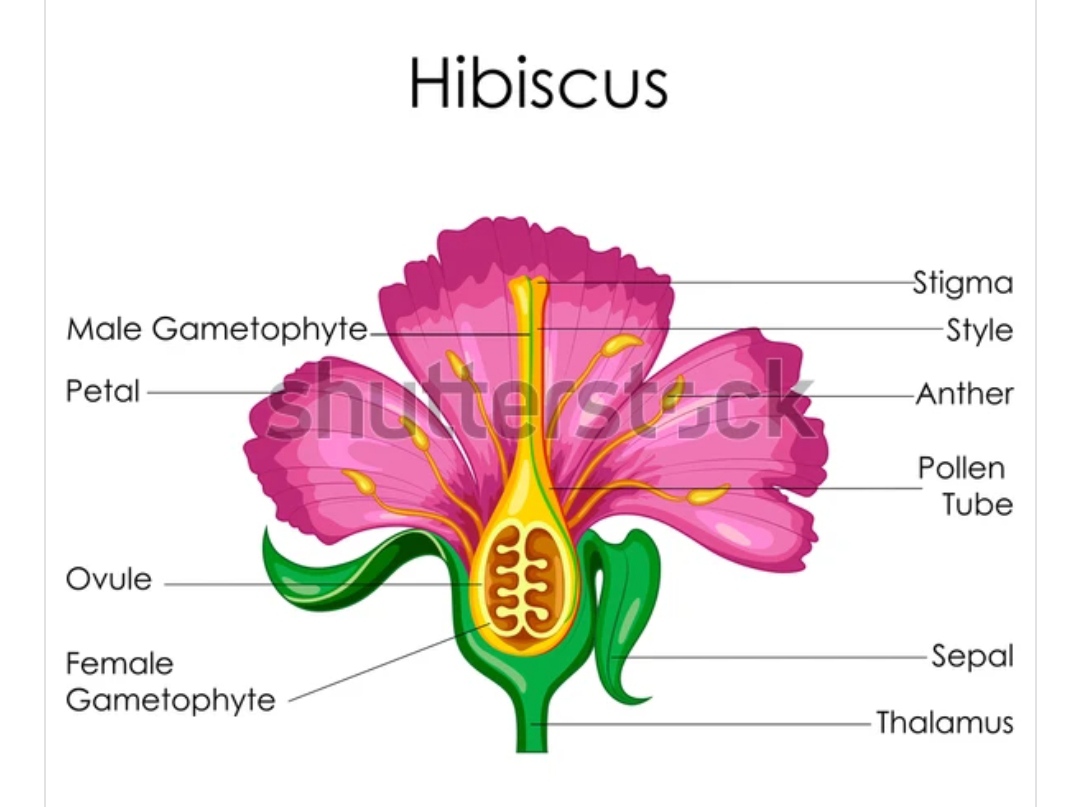 Angiosperm Flower Diagram