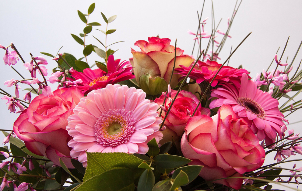 Anopin kestävä pikakevätsiivousTa - Leonardo da Vinkki