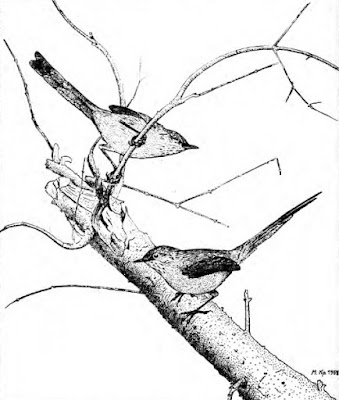 HISTORIAS ZOOLOGICAS: EL PIJUÍ DE ANCASH (Synallaxis zimmeri) Y EL ...