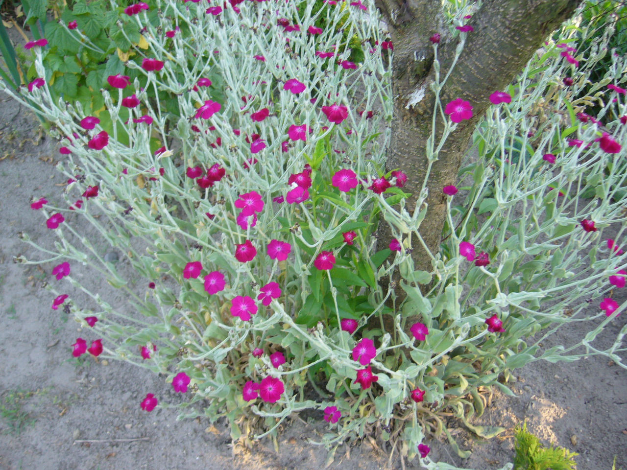 Ogrodniczka: Firletka kwiecista (Lychnis coronaria), firletka ...