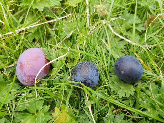 An English Homestead: 3 Types Of Damsons