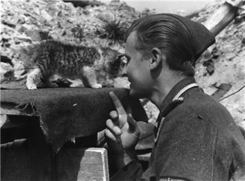 NAZI JERMAN: Foto Kucing (Katze)