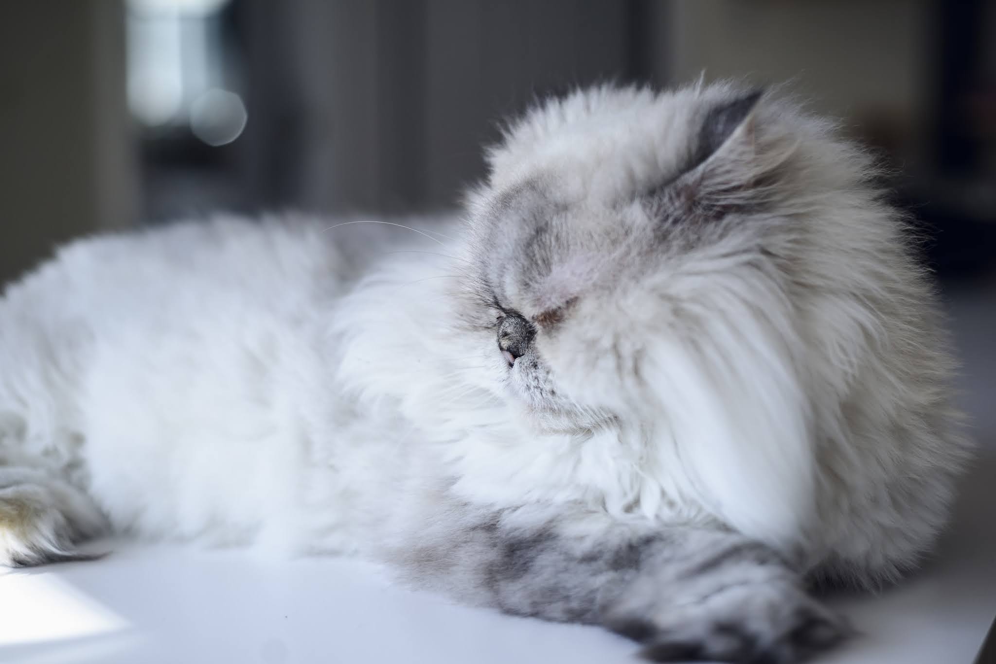 Tanda-tanda kucing marah dengan kita - Rancak TV