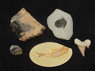 Fossil Formation