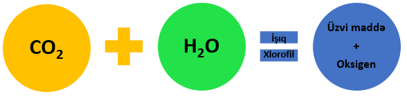 Canlılar aləmi: Fotosintez