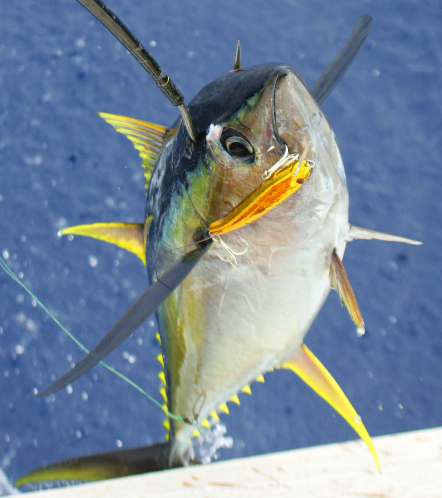Tropical Affair!: Fishing with New 2012 Penn Reel For Yellowfin tuna ...