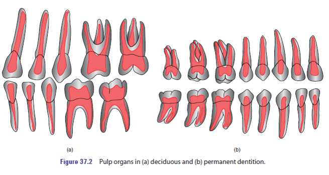 Dental Pulp- Morphology, Histology, Structure and Function