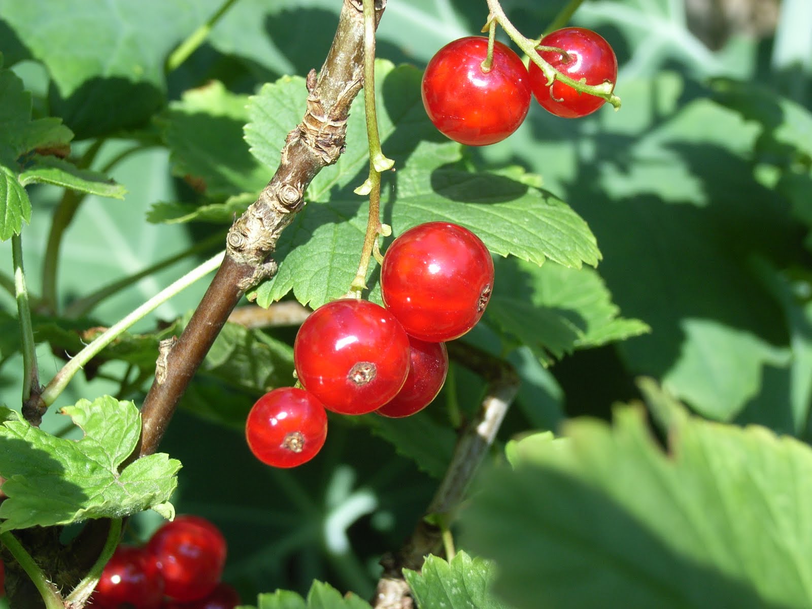 Bilder-Bibliothek: Johannisbeeren
