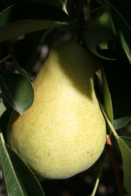 Nature and Child: parts of a pear- observation