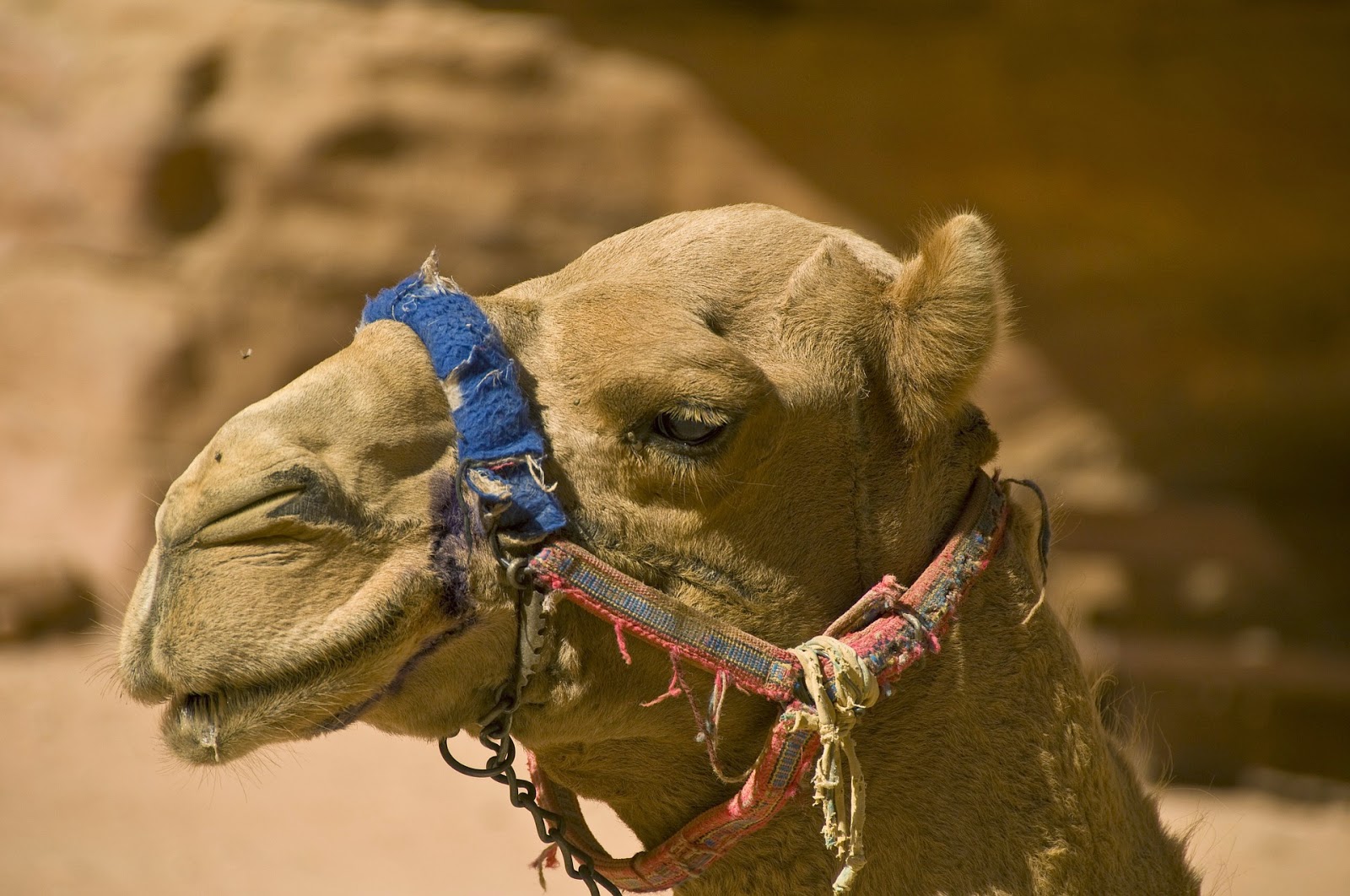 Ilmaisia kuvituskuvia: Kamelin pää