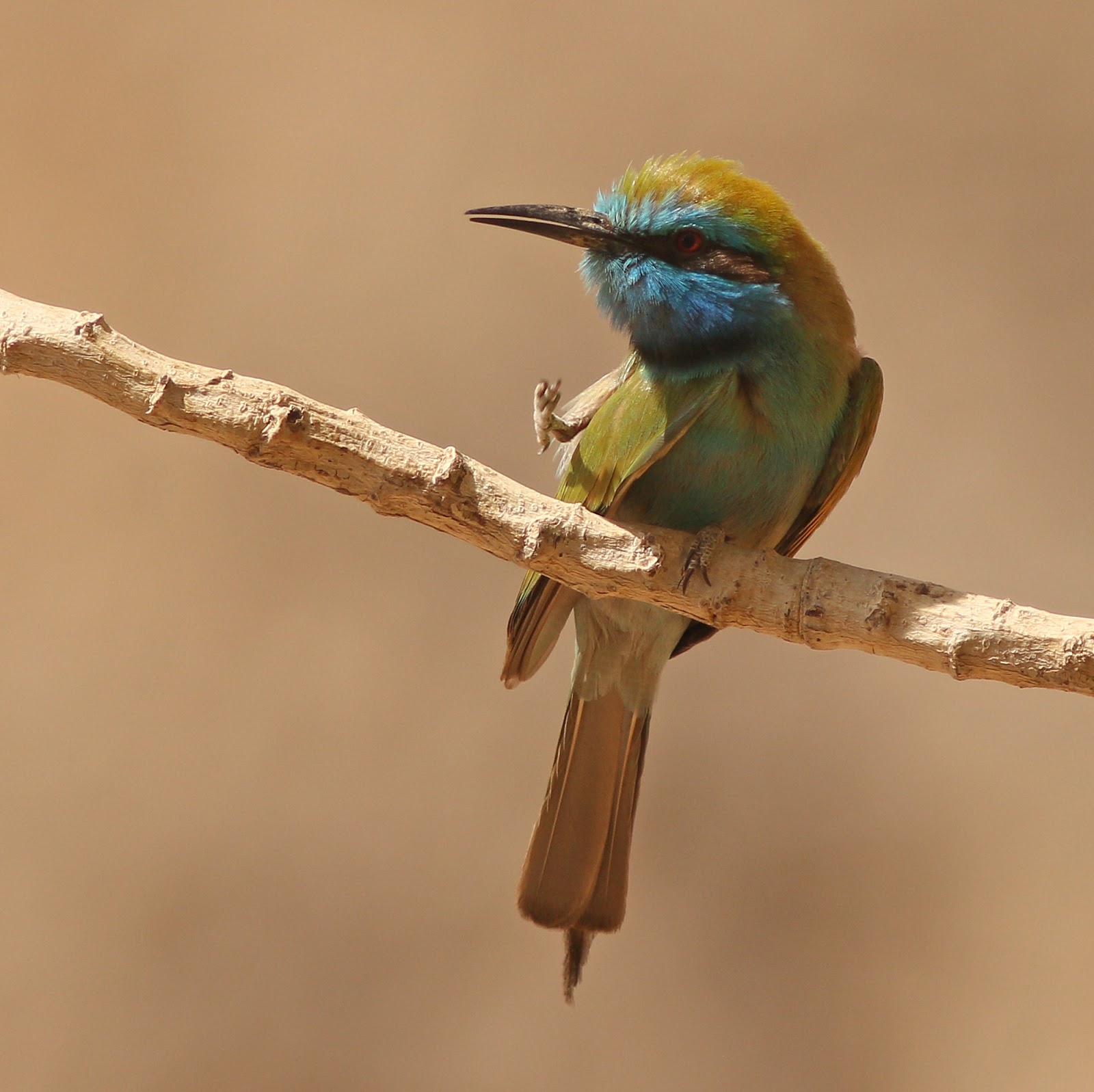 Mark James Pearson: Israel, March '18 - Arabian Green Bee-eaters