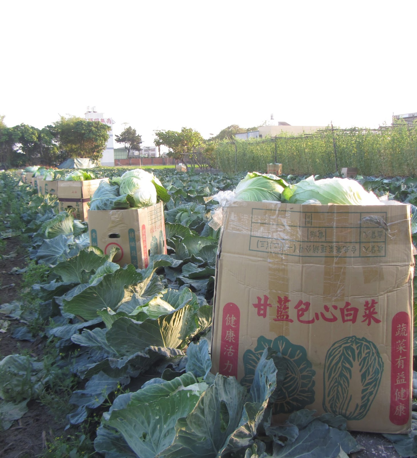Estudiando Agricultura en Taiwán: Repollo — caja para traslado