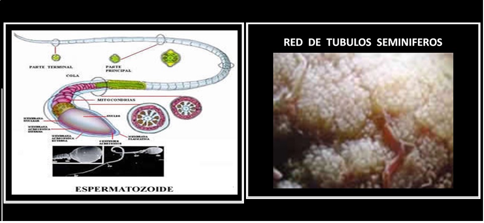 MANUAL DE REPRODUCCION BOVINA: FECUNDACION