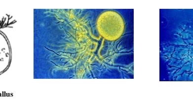 FUNGAL THALLUS | FUNGI THALLUS | THALLUS OF FUNGI