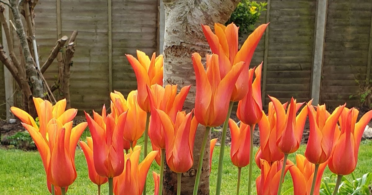 HOW TO PROPAGATE TULIPS |The Garden of Eaden