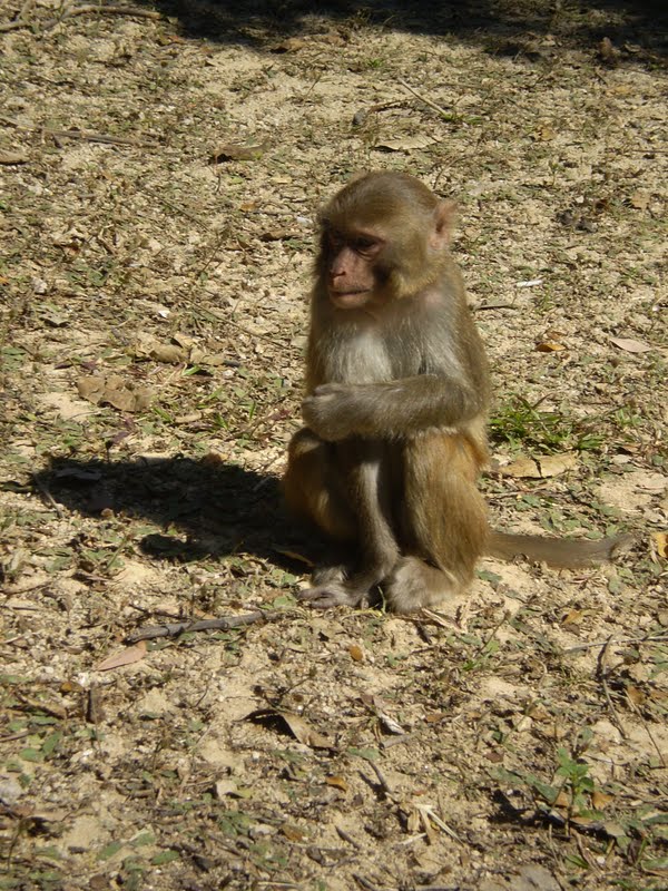 Life in Hong Kong: Monkey Mountain