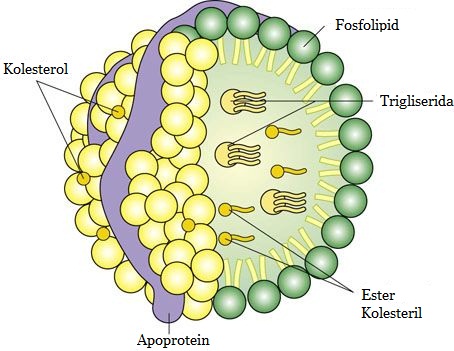 Dislipidemia (Bagian Pertama) : Definisi, Patofisiologi, Klasifikasi ...