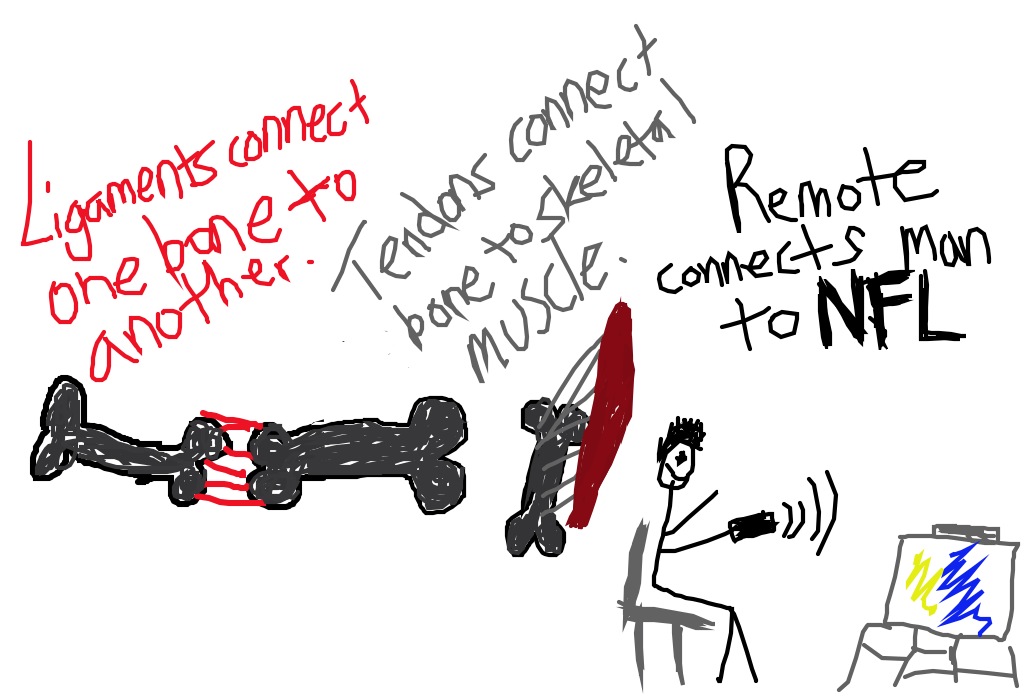 Jared's Strip: ligaments and tendons