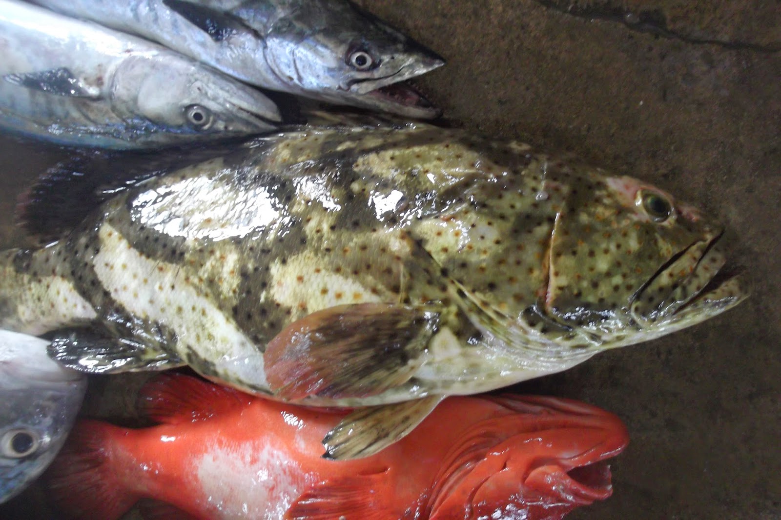 NEGOMBO SEAFOODS: KOSSA