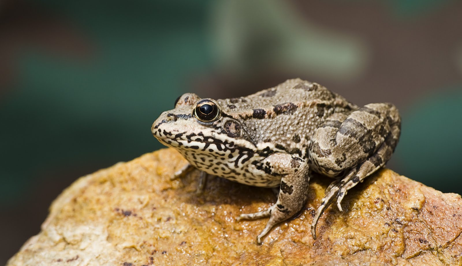 Juanjo Cárave photography: Jugando con ranas