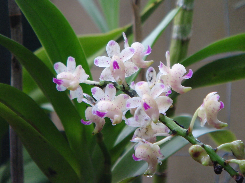 Aerides quinquevulnera care and culture | Travaldo's blog