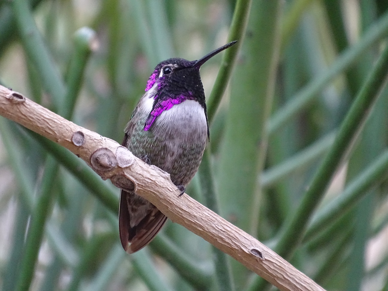 Postcards from Idyllwild: Hummingbirds for Christmas