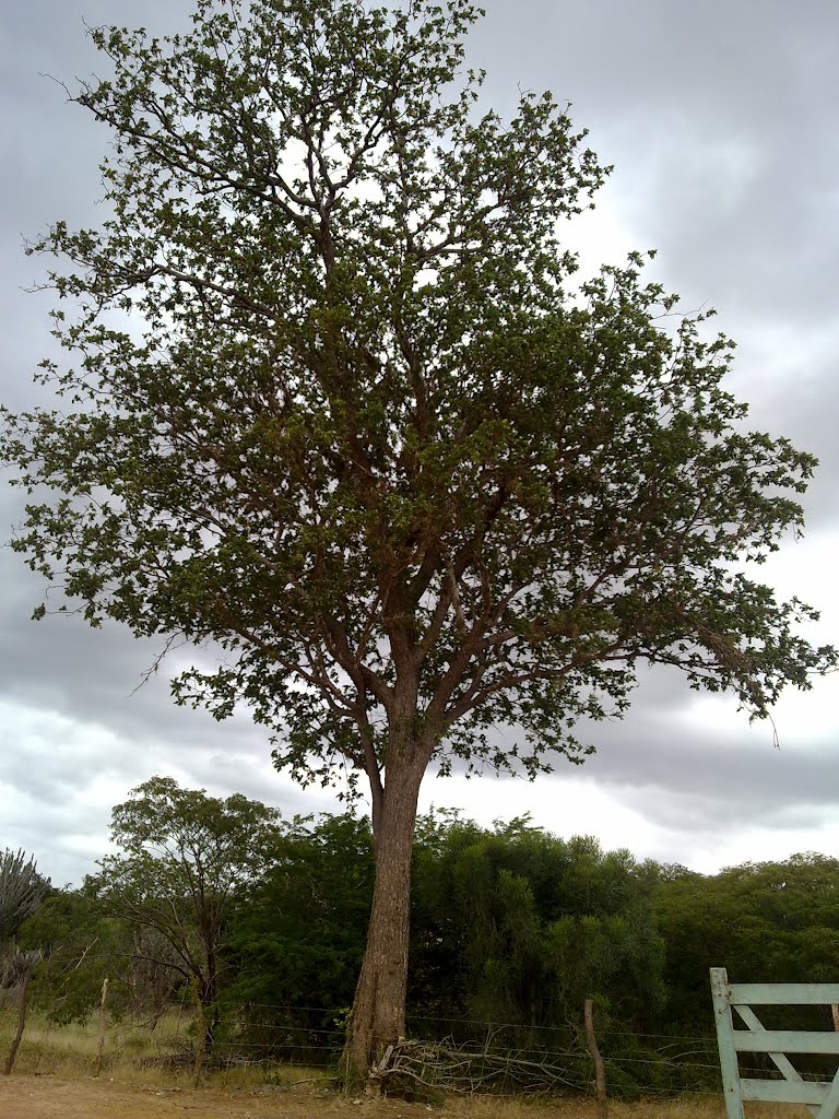 Curiosidades Vegetais: A aroeira-do-campo
