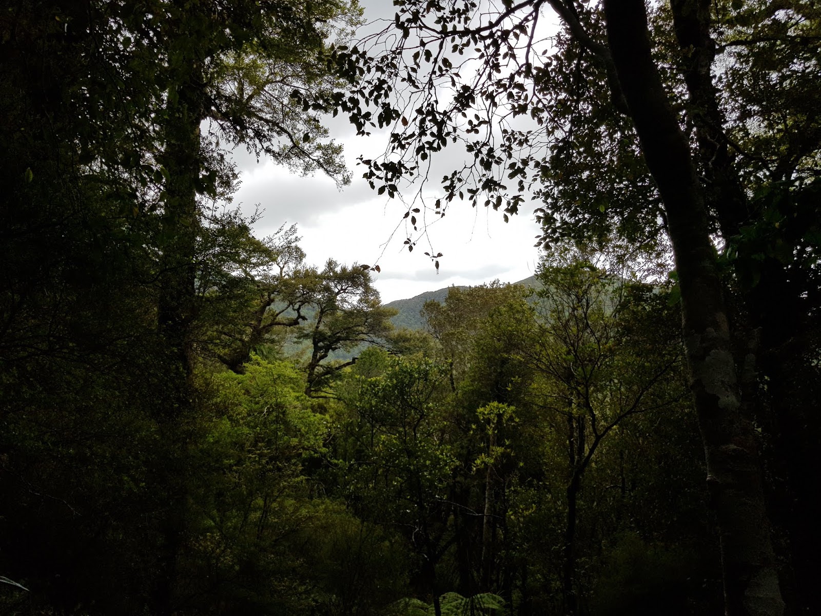 Tramping the Tararuas: Blue Range Hut