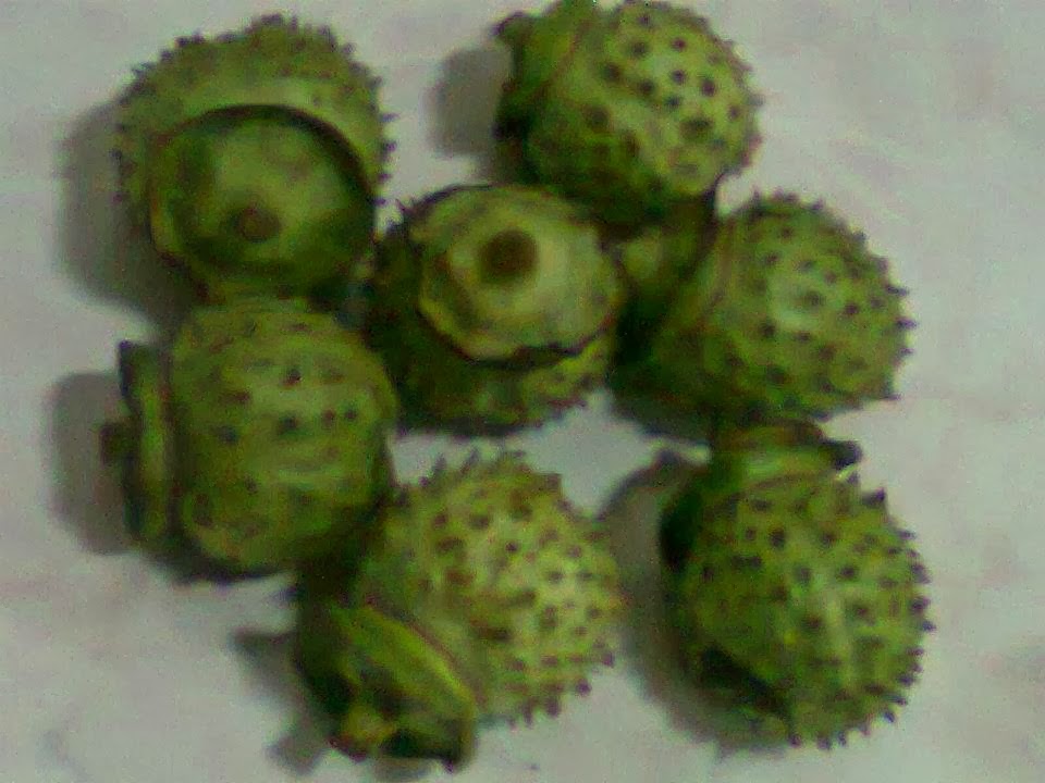 Tanaman Dan Manfaatnya: ASYIKNYA BUAH KECUBUNG